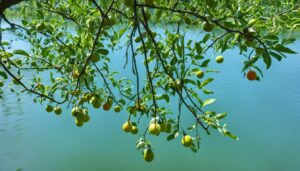 Who Was Tantalus? Greek Mythology's Cursed King